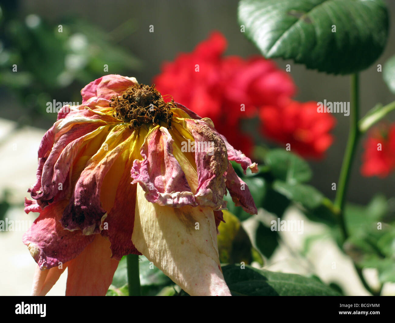 One wilting rose hi-res stock photography and images - Alamy