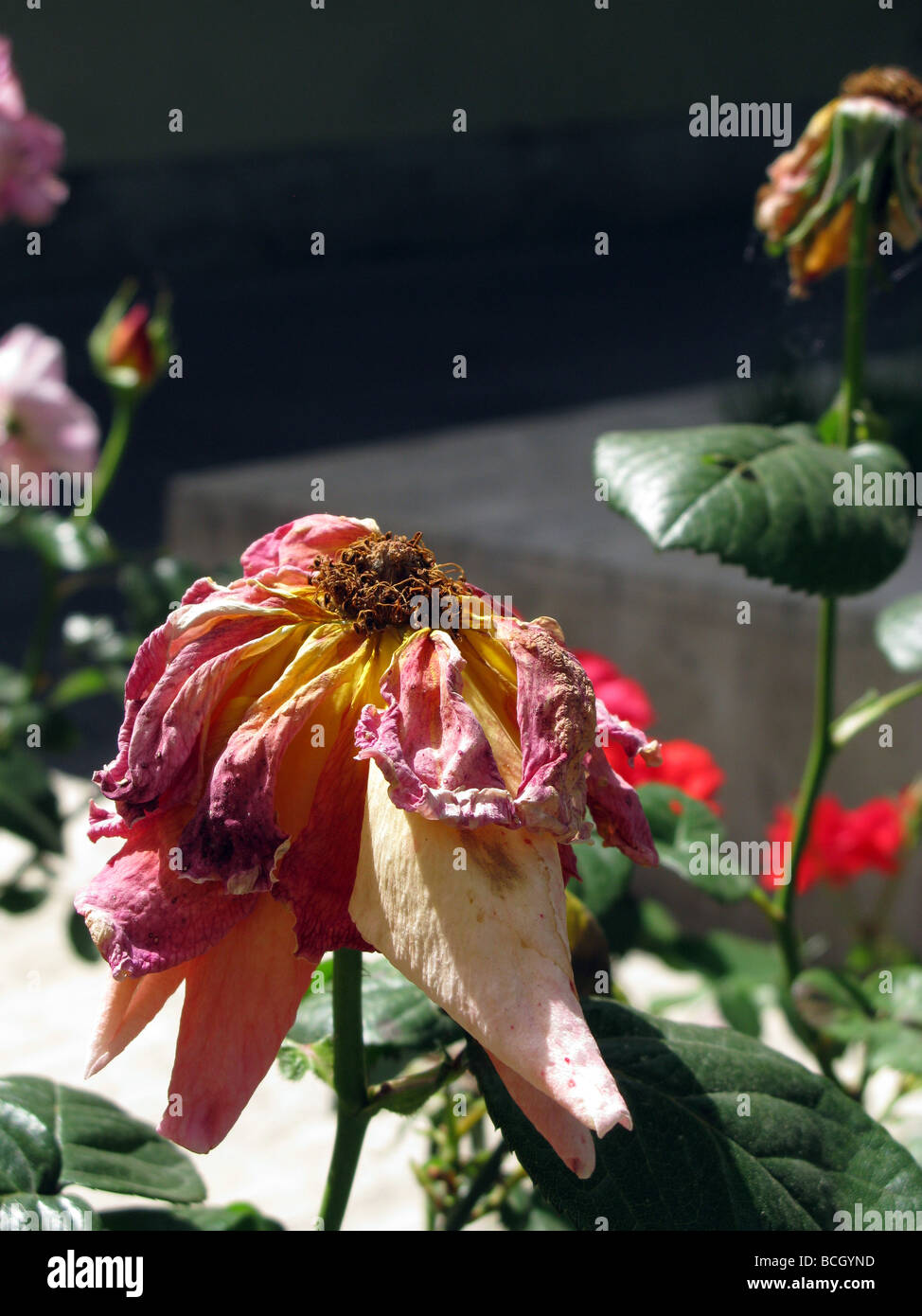 One Wilting Rose High Resolution Stock Photography and Images - Alamy