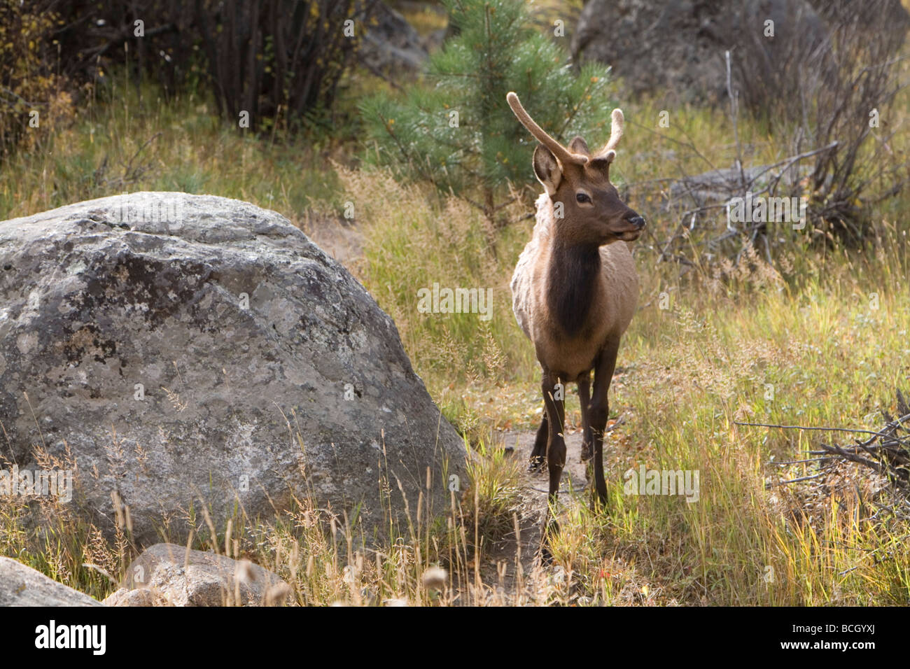 Elk bugling in Estes Park, Colorado in the fall Stock Photo - Alamy