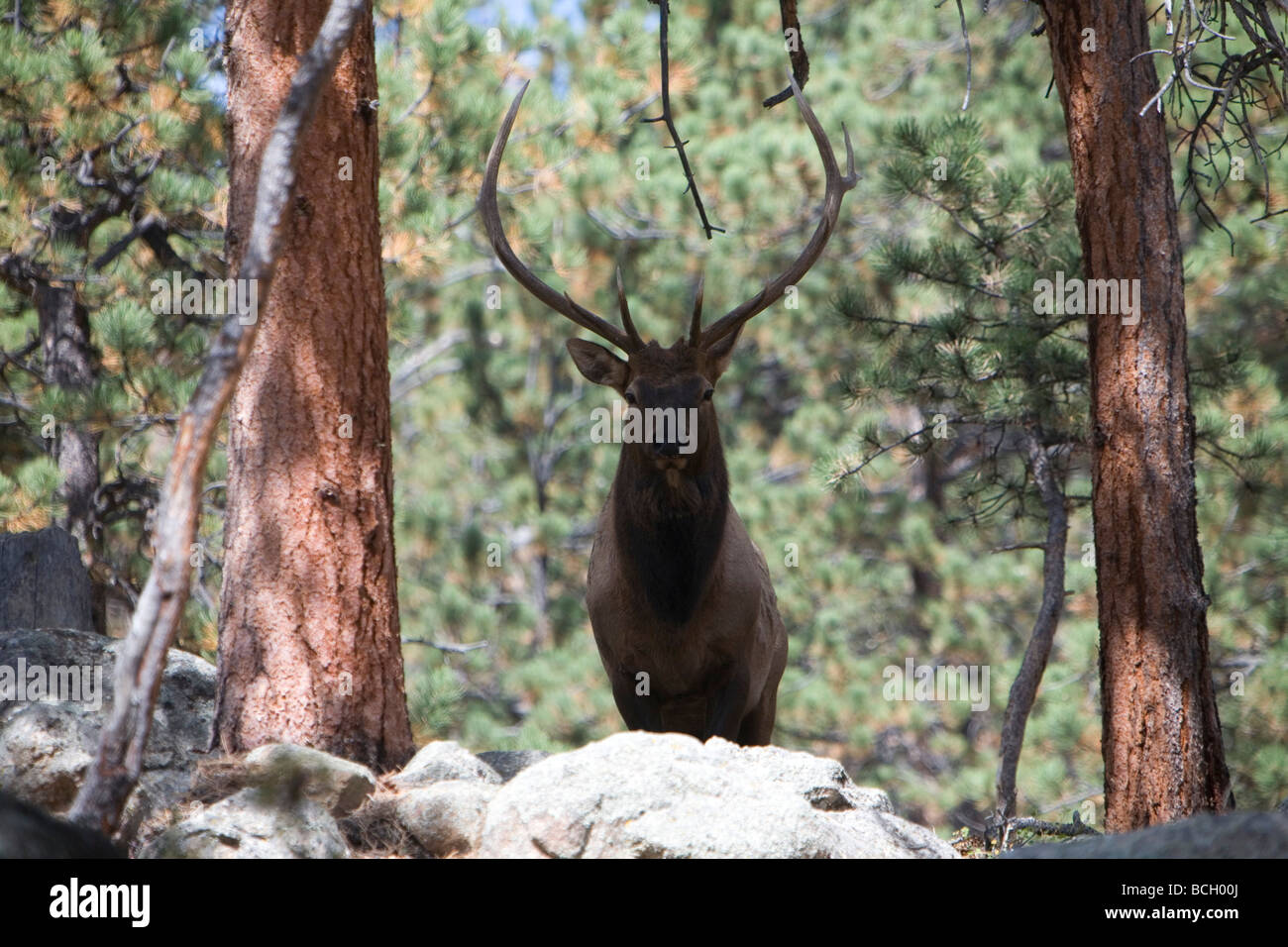 Elk bugling in Estes Park, Colorado in the fall Stock Photo - Alamy