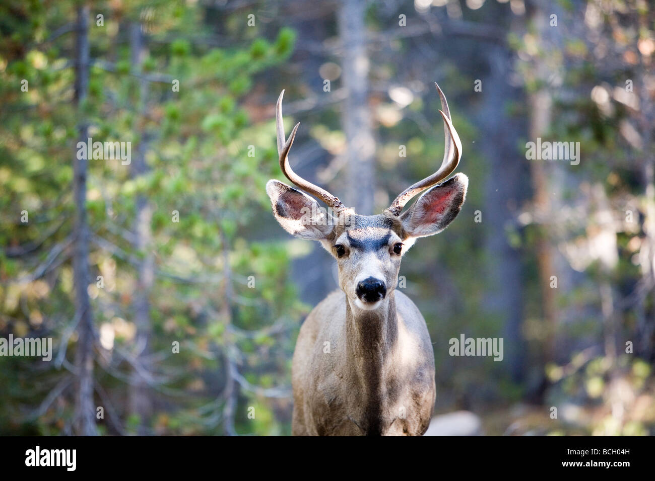 Deer in Rocky Mountain National Park, Colorado Stock Photo - Alamy