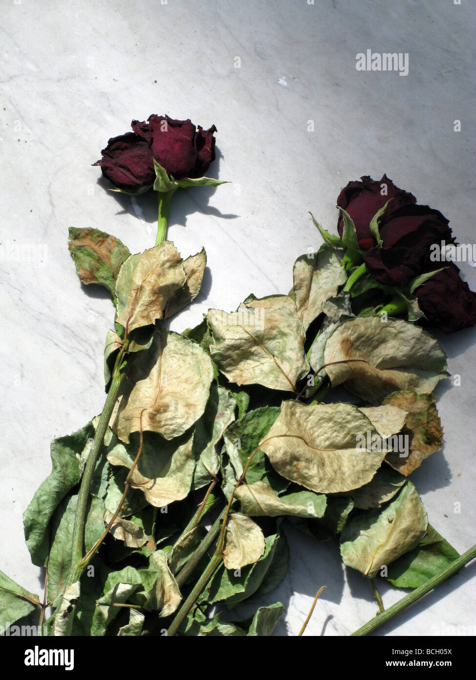 bunch of old red roses on stone surface in sun Stock Photo - Alamy
