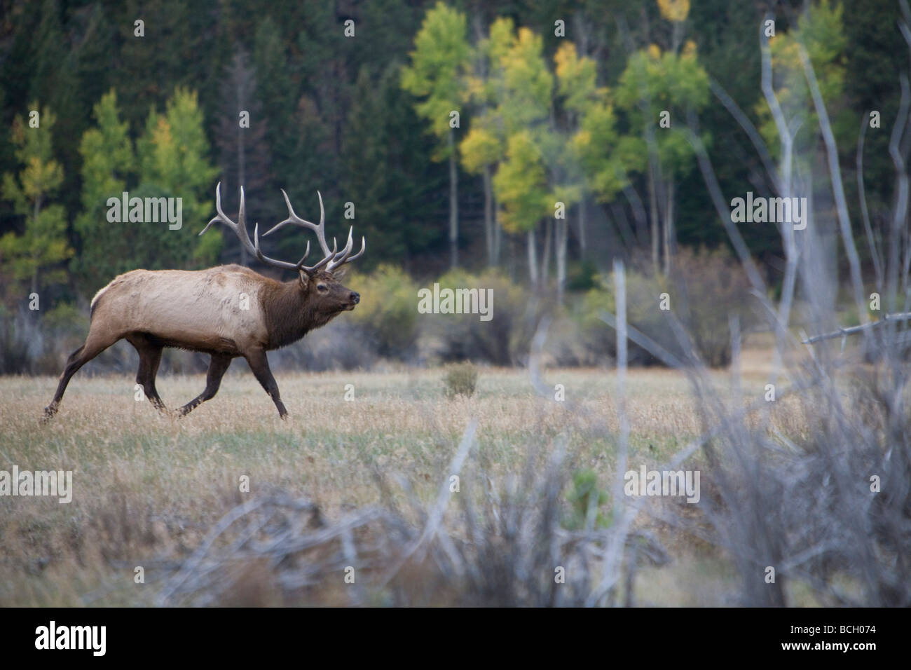 Elk bugling in Estes Park, Colorado in the fall Stock Photo - Alamy