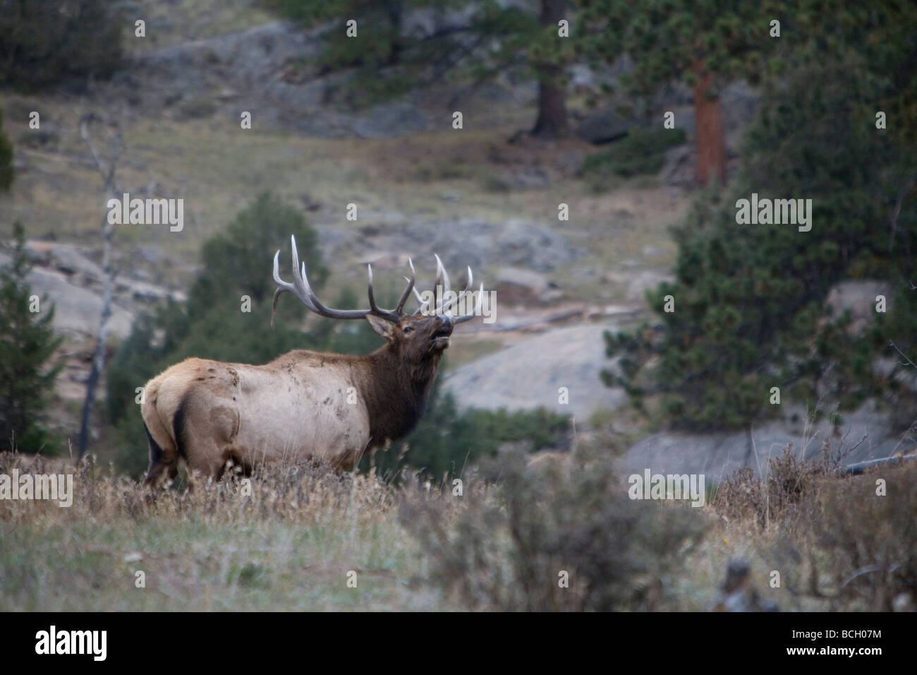Elk bugling in Estes Park, Colorado in the fall Stock Photo - Alamy