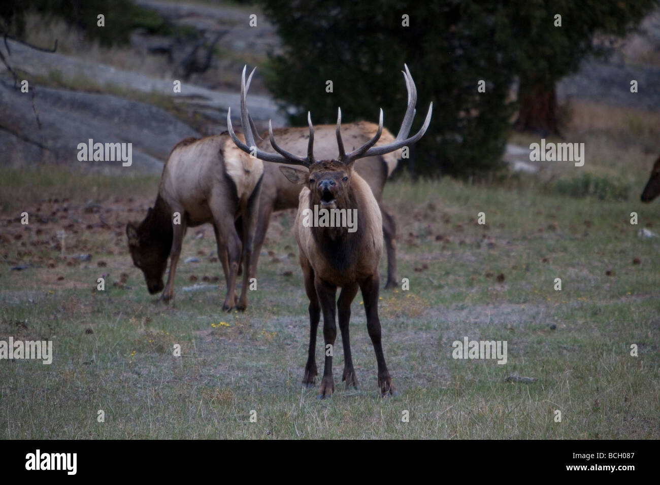Elk bugling in Estes Park, Colorado in the fall Stock Photo - Alamy