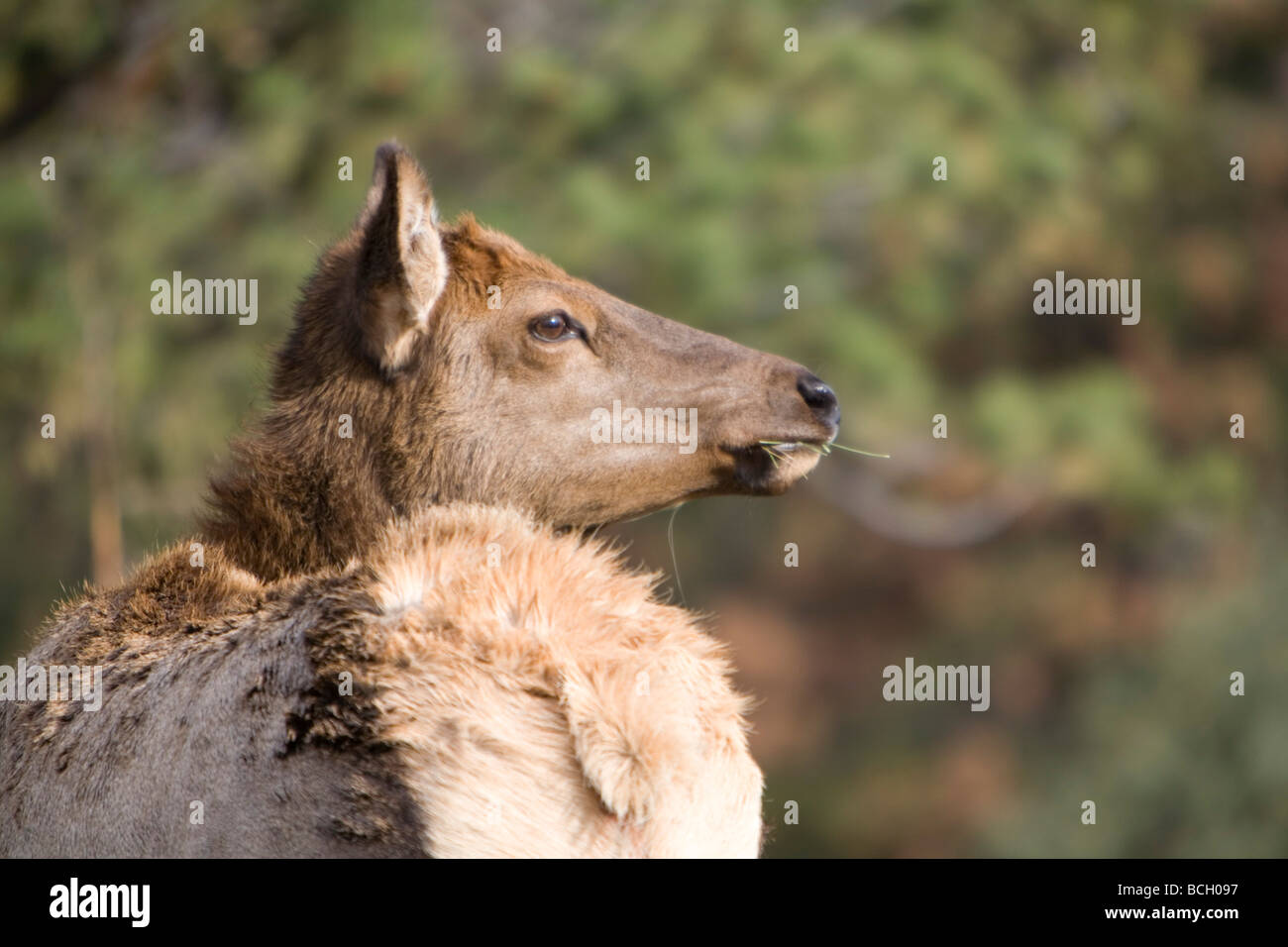 Elk bugling in Estes Park, Colorado in the fall Stock Photo - Alamy