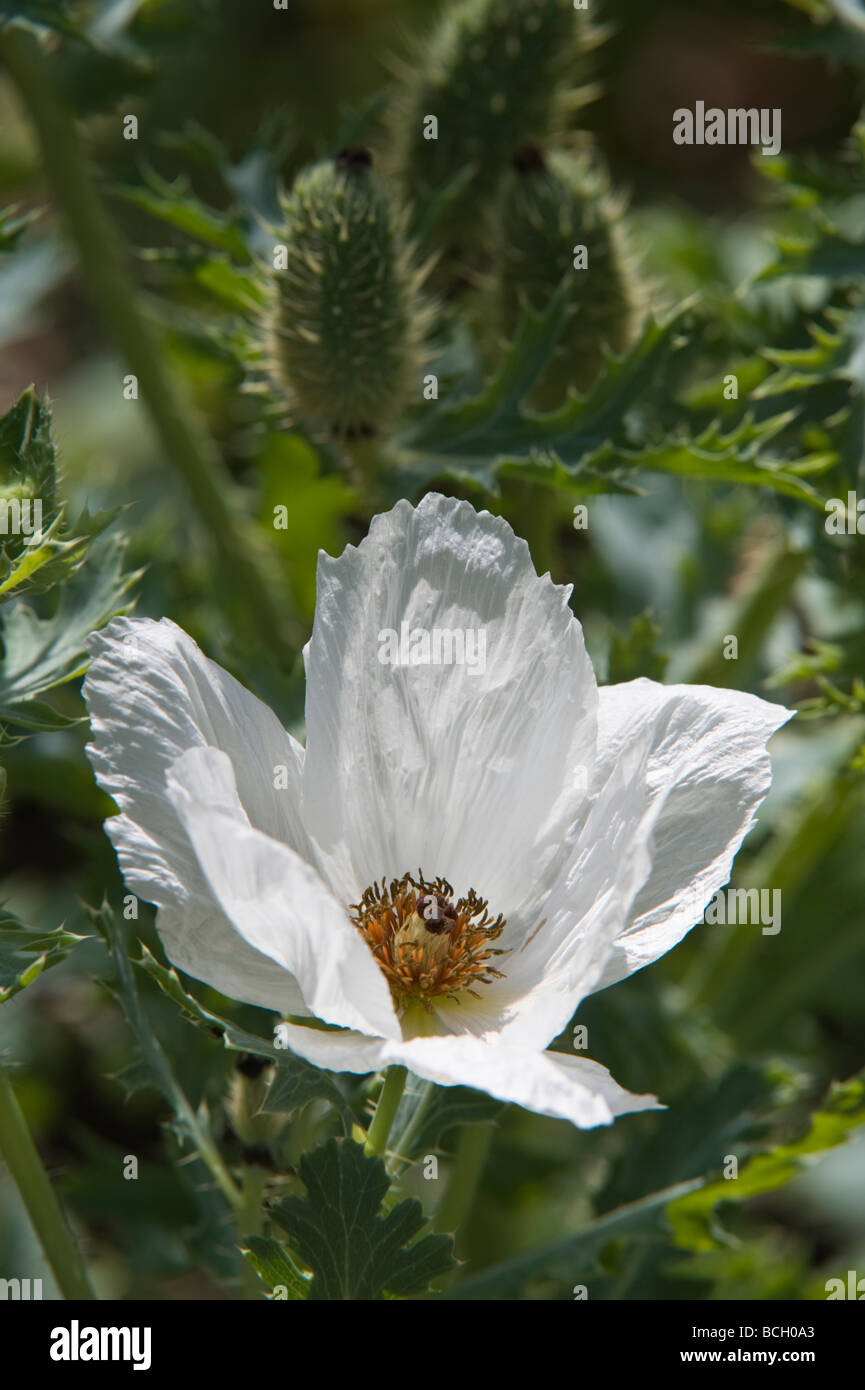 Rough Prickly Poppy Argemone platyceras flower garden England UK Europe ...