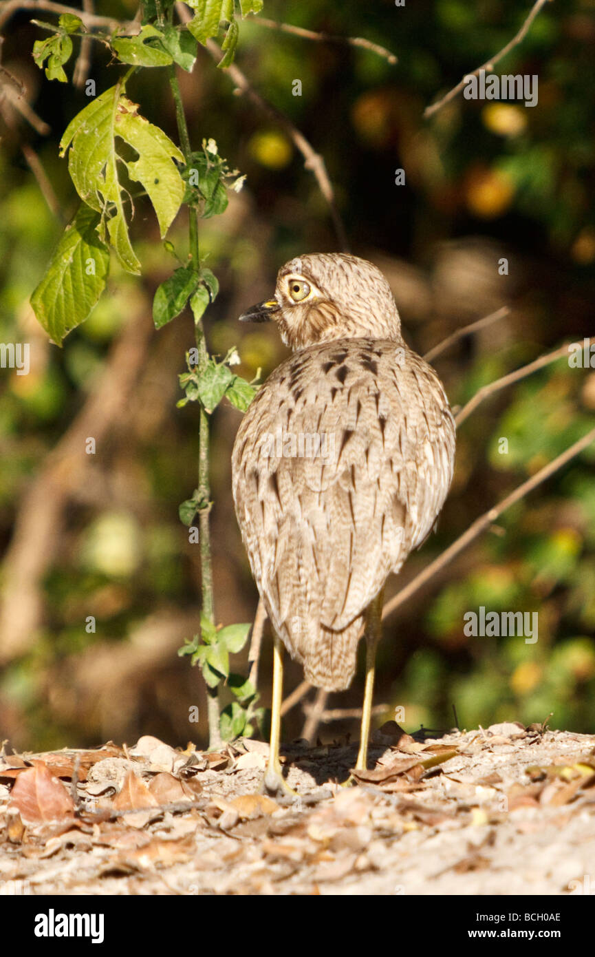 Water dikkop burhinus vermiculatus hi-res stock photography and images ...