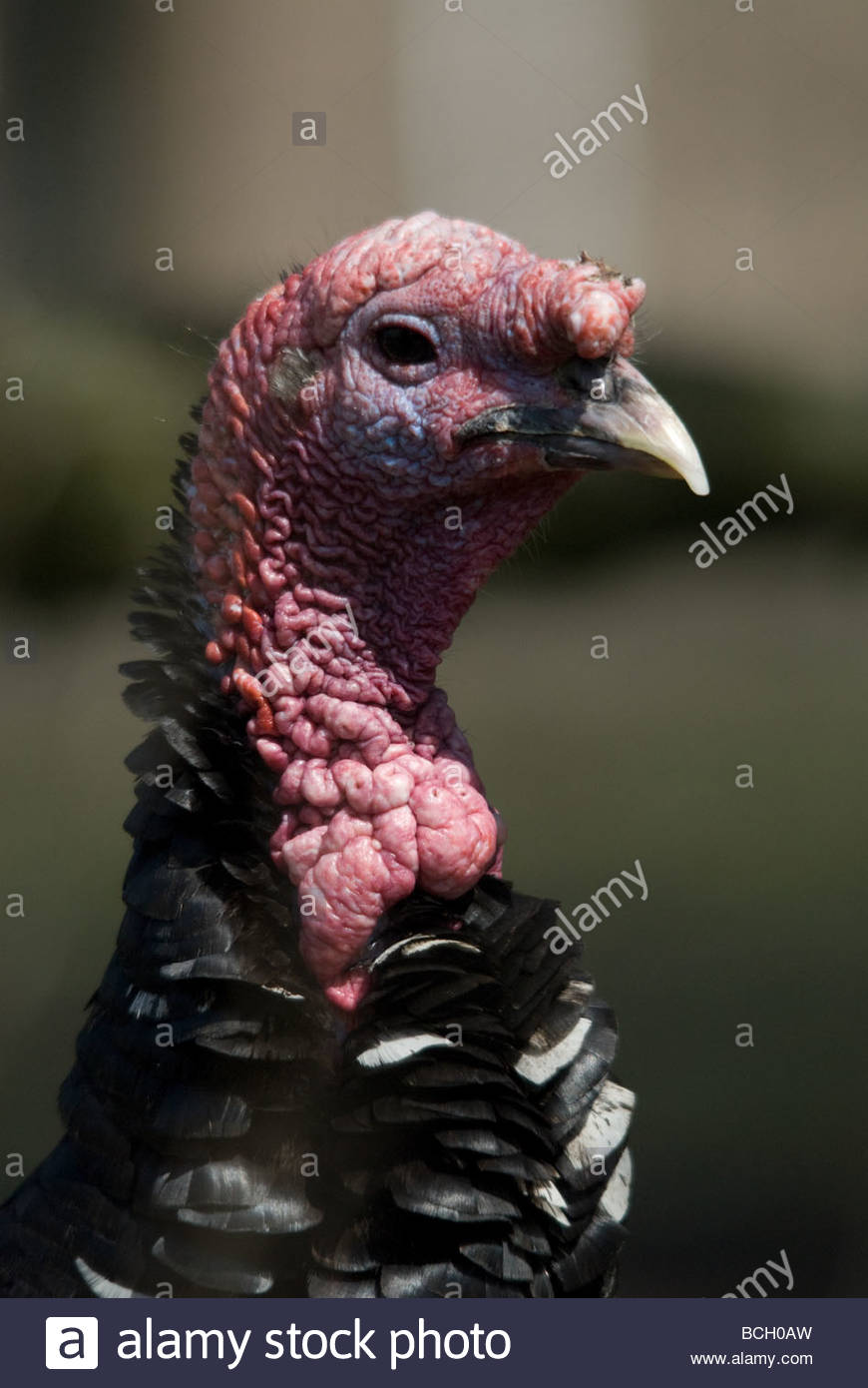 Christmas In Connecticut High Resolution Stock Photography and Images ...