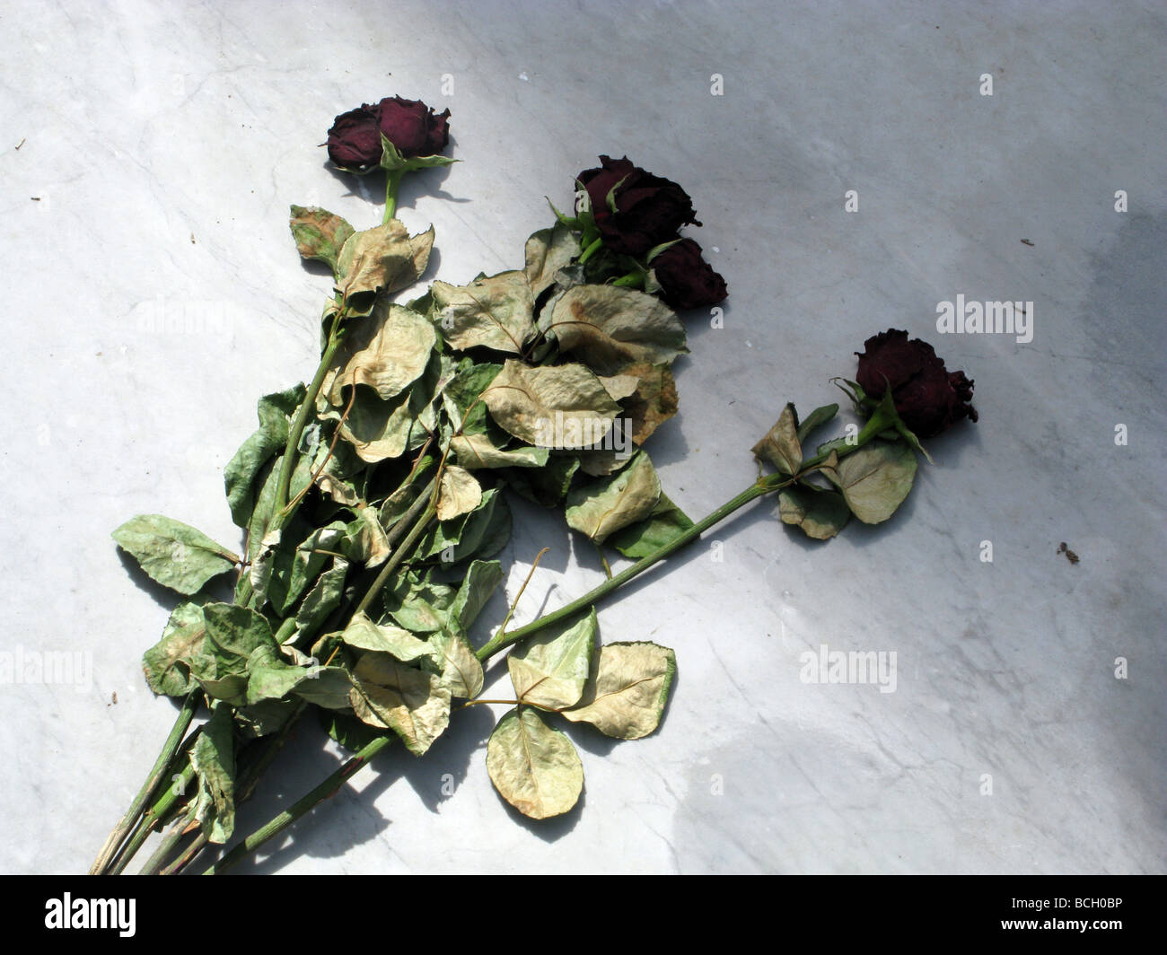 bunch of old red roses on stone surface in sun Stock Photo - Alamy