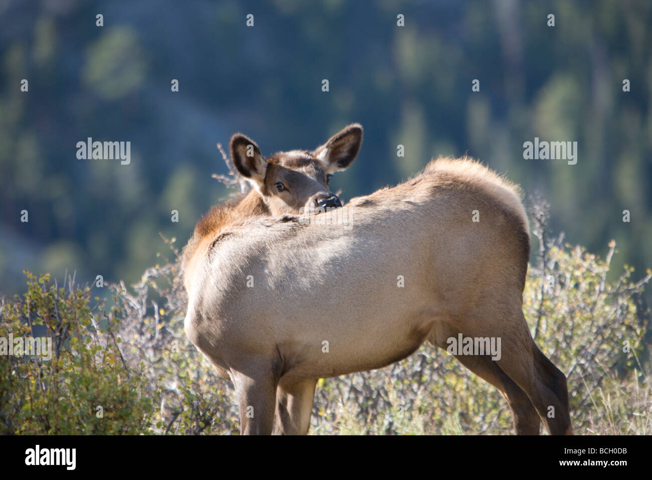 Elk bugling in Estes Park, Colorado in the fall Stock Photo - Alamy