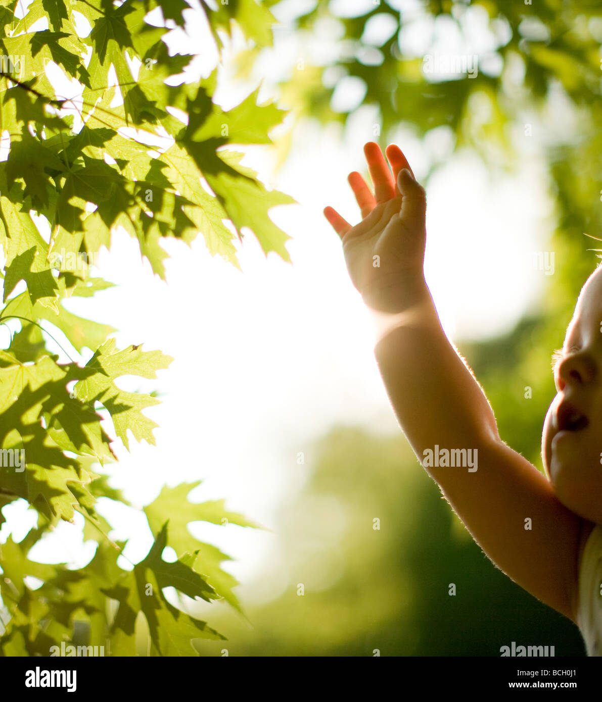 Baby boy reaching for leaves on a tree Stock Photo - Alamy