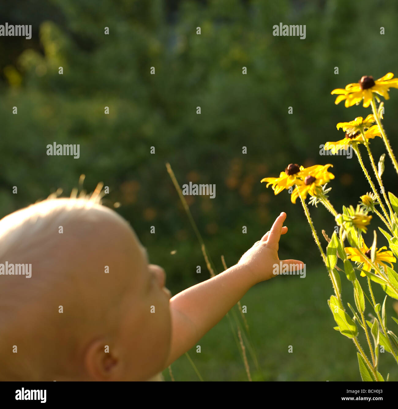 Baby boy reaching for flowers Stock Photo - Alamy