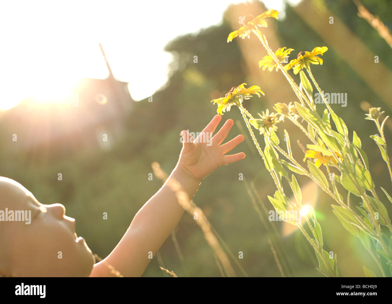 Baby boy reaching for flowers Stock Photo - Alamy