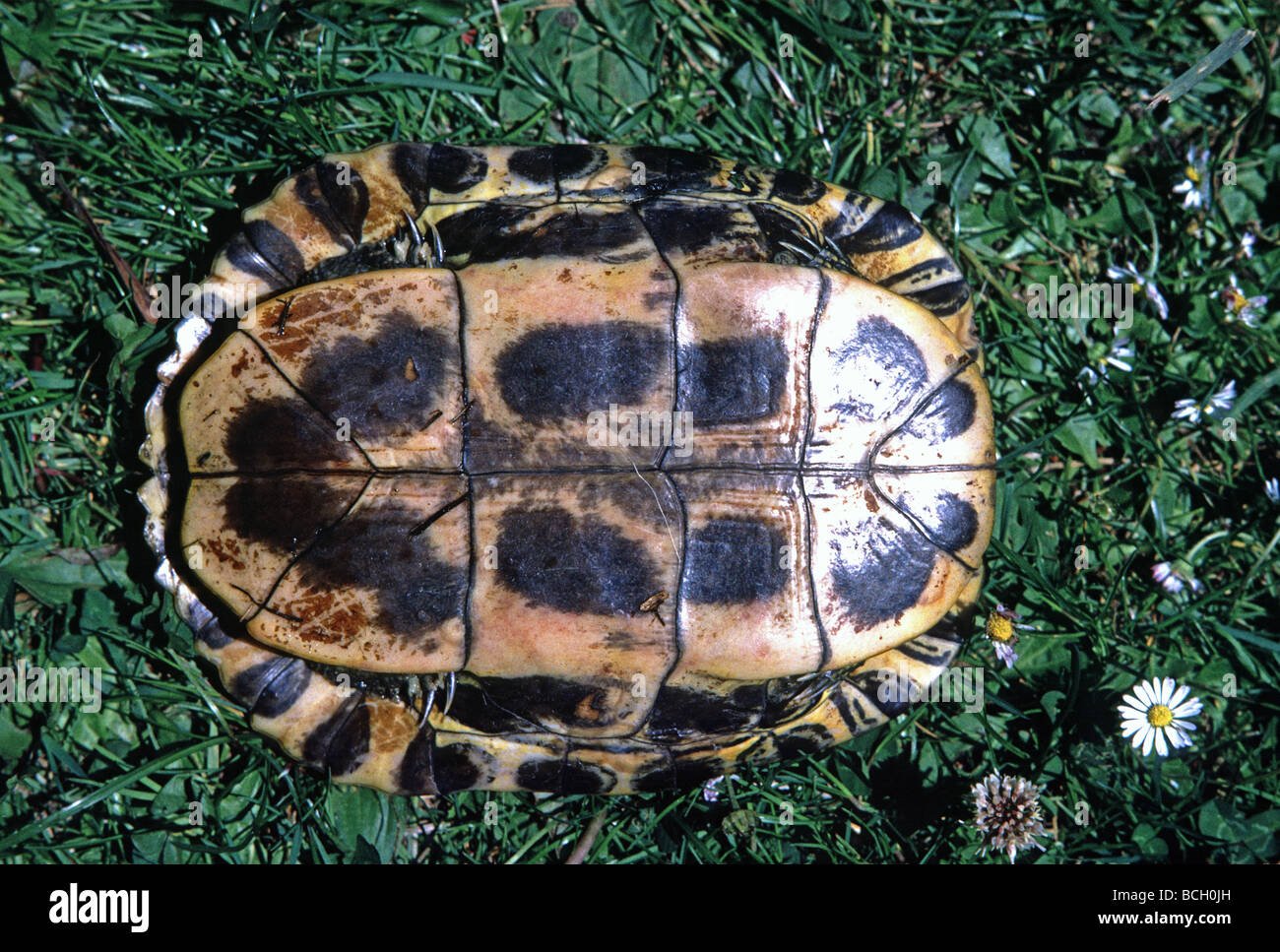 Turtle plastron hi-res stock photography and images - Alamy