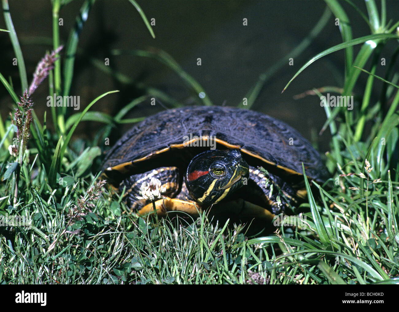 water turtle Chrysemys in Golden Gate Park San Francisco California ...