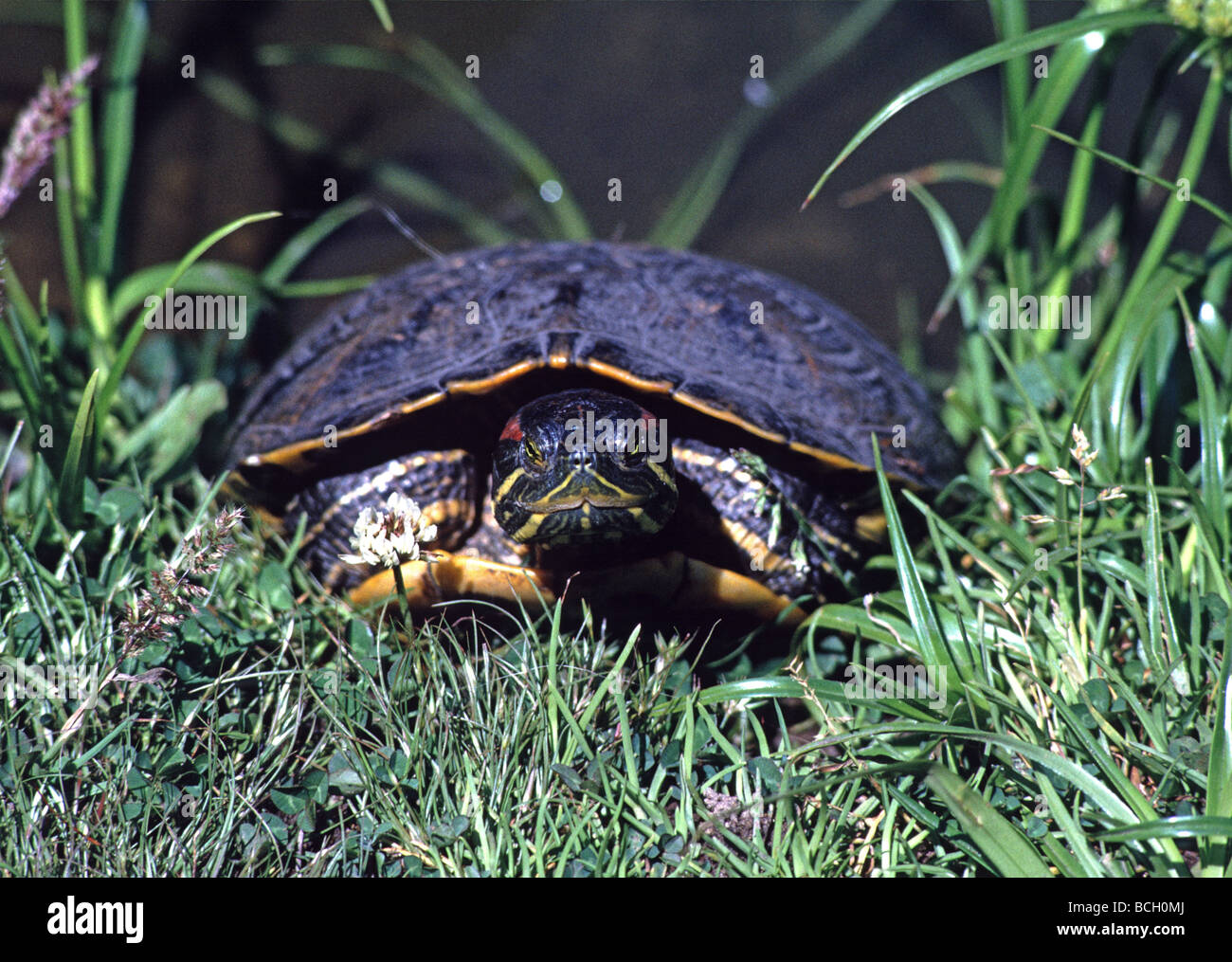water turtle Chrysemys in Golden Gate Park San Francisco California ...