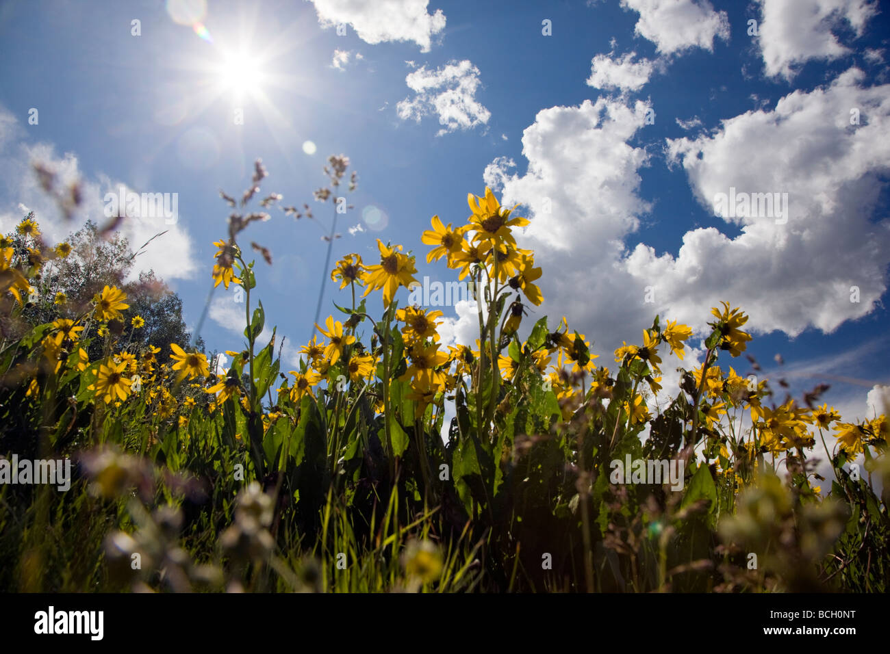 Wyethia arizonica or Mule s Ears Asteraceae Sunflower Family grow in a ...