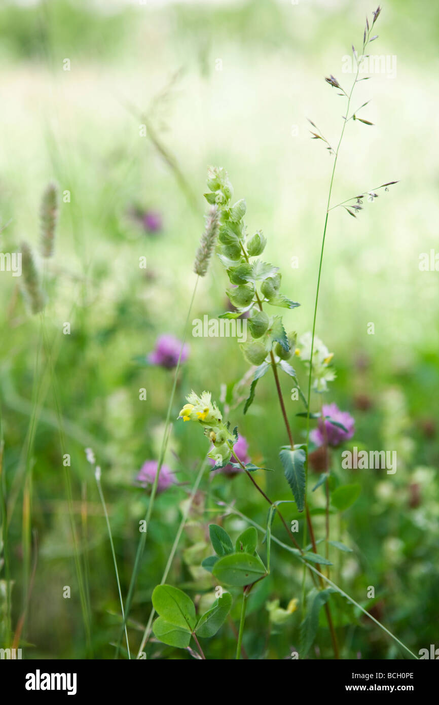Green alpine pasture with wild growing delicate flowers. Monte Bianco ...
