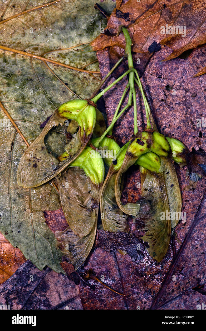 spring leaves and seeds after a rain in Central Park Stock Photo - Alamy