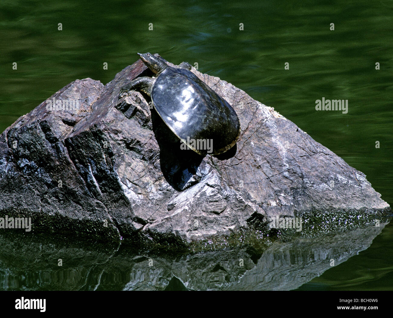 softshell turtle in Golden Gate Park San Francisco California Stock ...