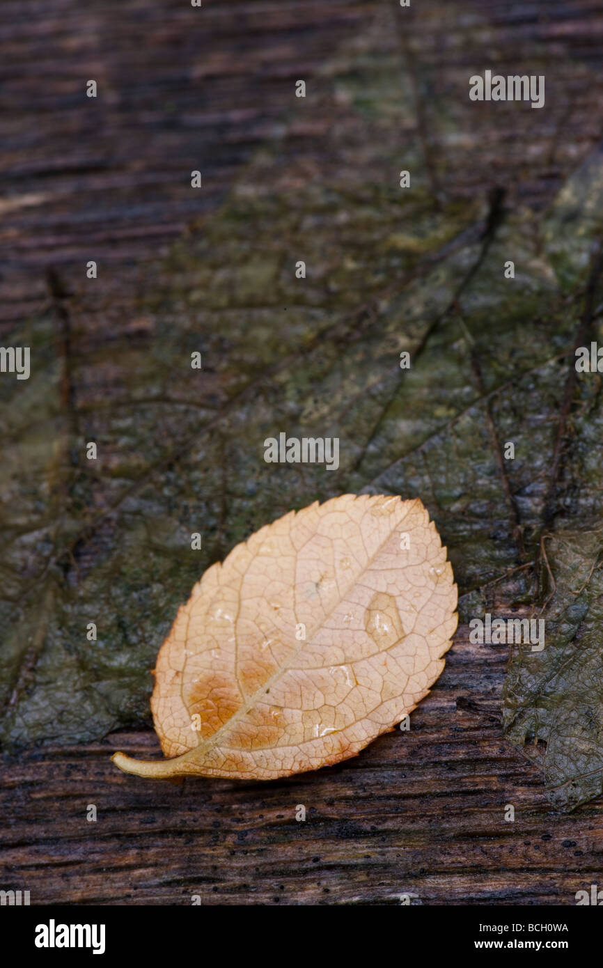 small beech tree leaf with water drops after a rain in Central Park New ...