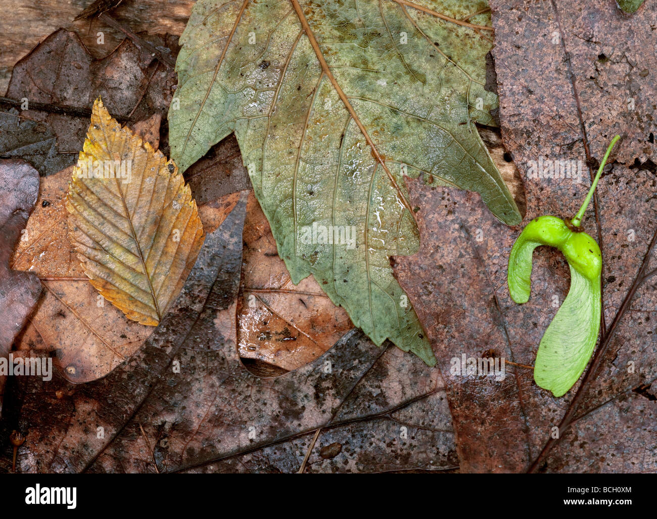 spring leaves and seeds after a rain in Central Park Stock Photo - Alamy