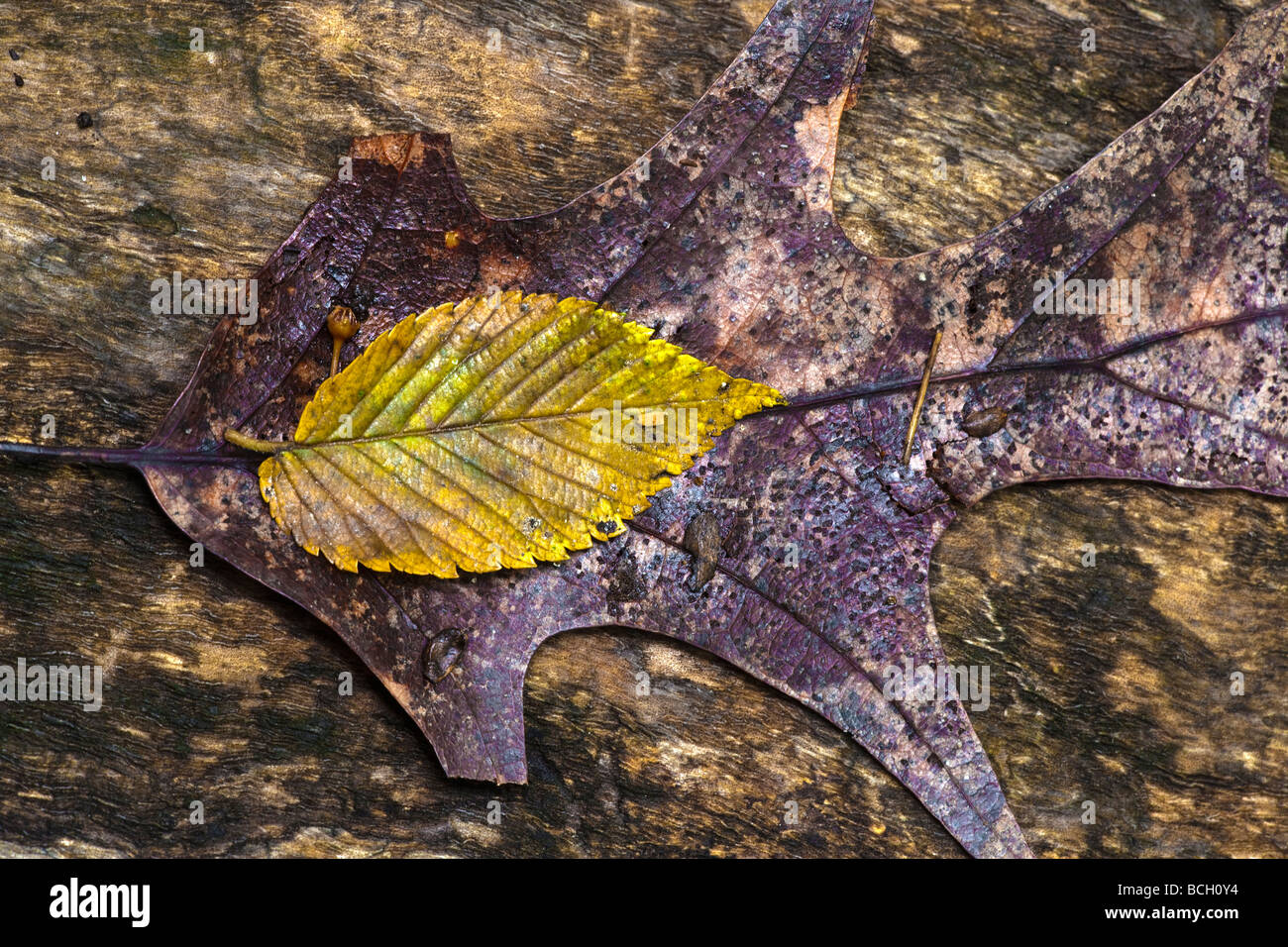 small beech tree leaf with water drops after a rain in Central Park New ...