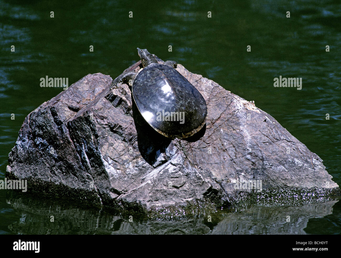 softshell turtle in Golden Gate Park San Francisco California Stock ...