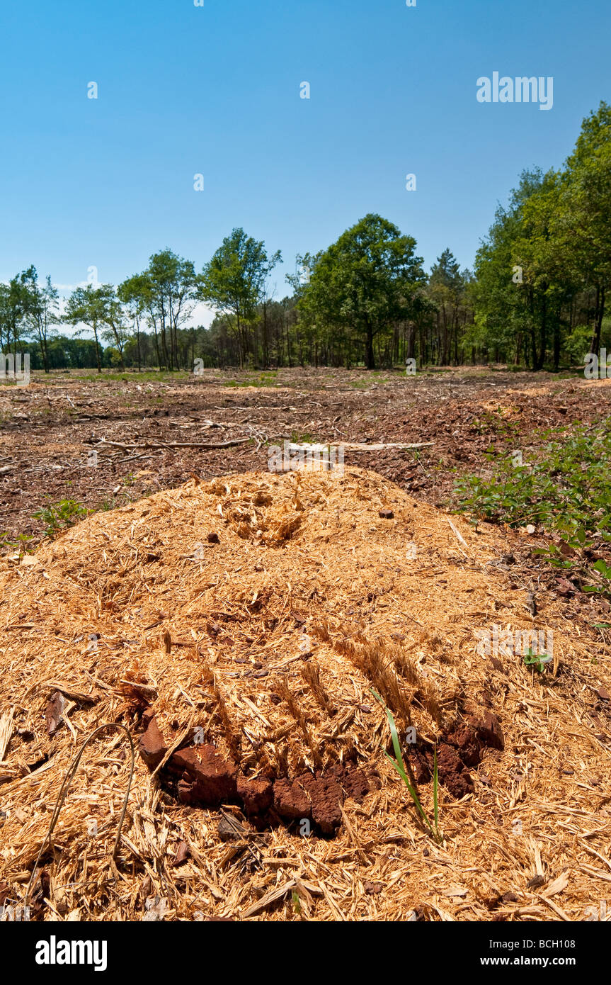 Cleared forest hi-res stock photography and images - Alamy