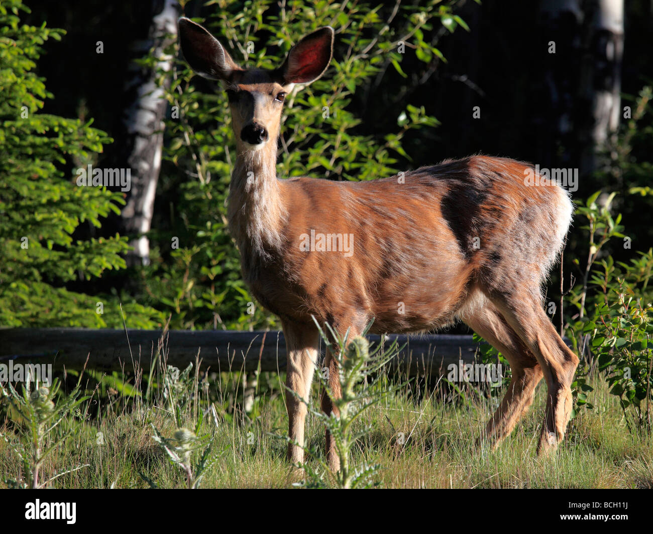 Canada Alberta Banff National Park mule deer odocoileus hemionus Stock ...