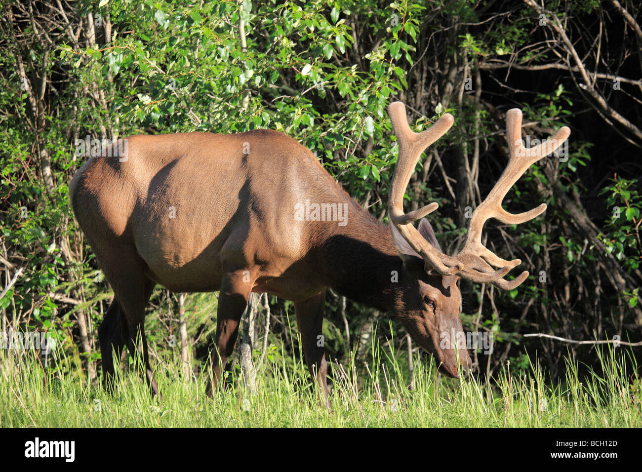 Wapiti cervus canadensis wapiti hi-res stock photography and images - Alamy