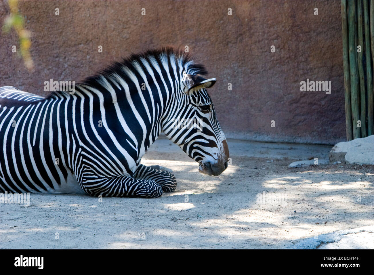 Grevy s Zebra Equus grevyi Stock Photo - Alamy