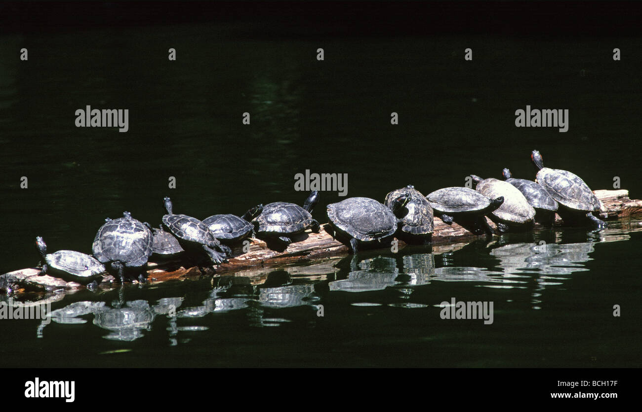 water turtles sunning on floating piece of wood in Spreckels Lake in ...