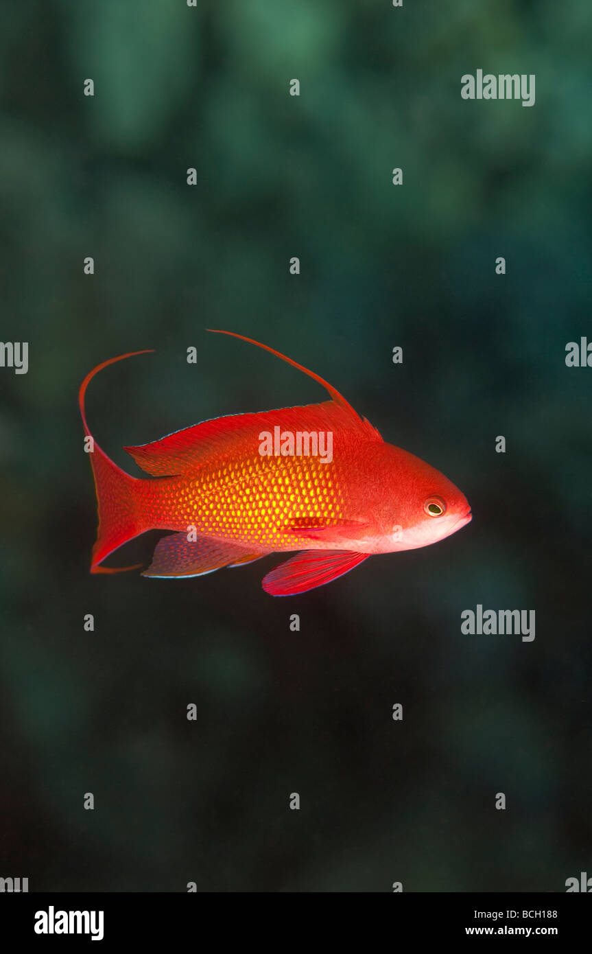 Profile of a male Anthias fish swimming through the water column on a ...