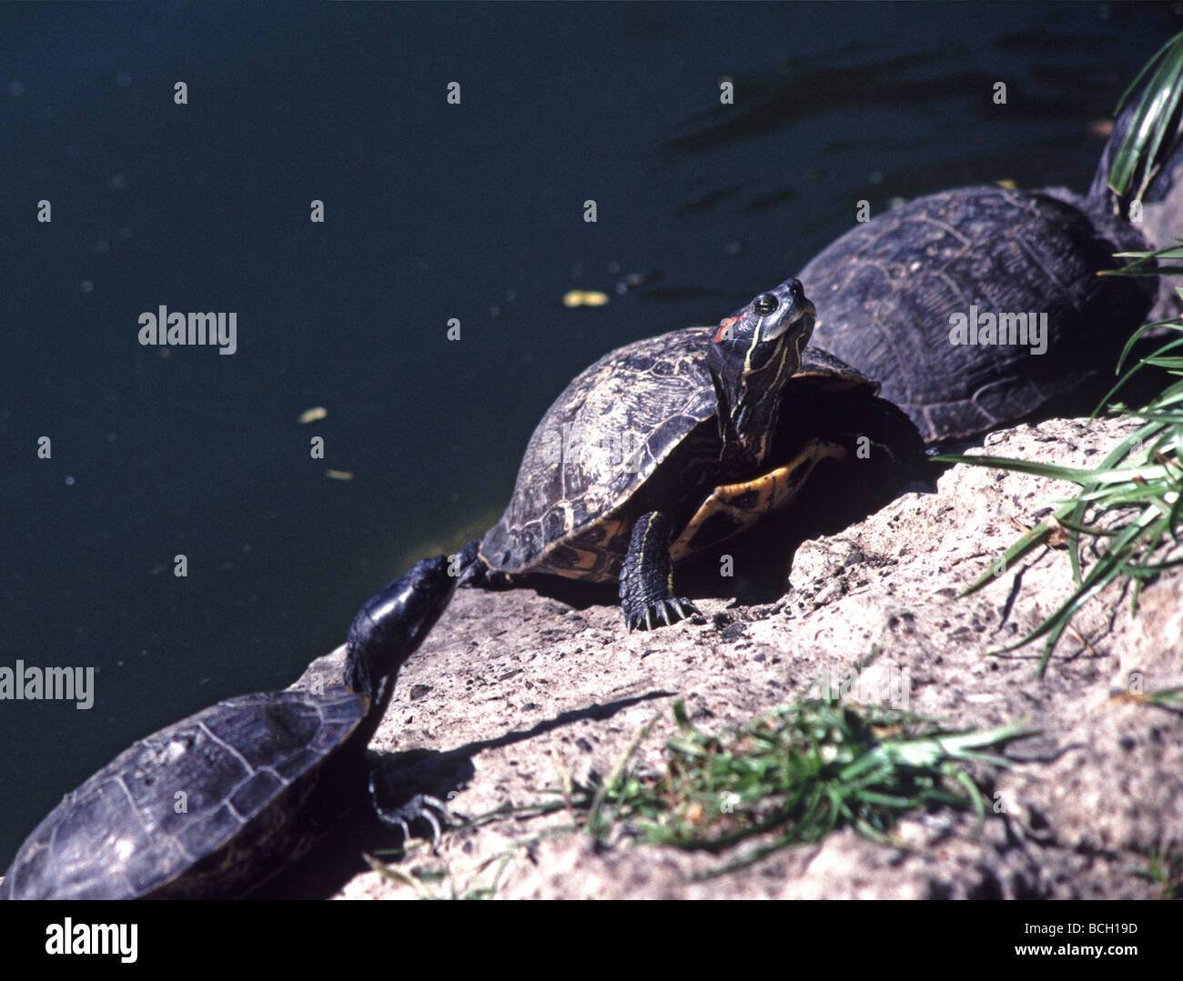 water turtles sunning on rock in Golden Gate Park San Francisco ...