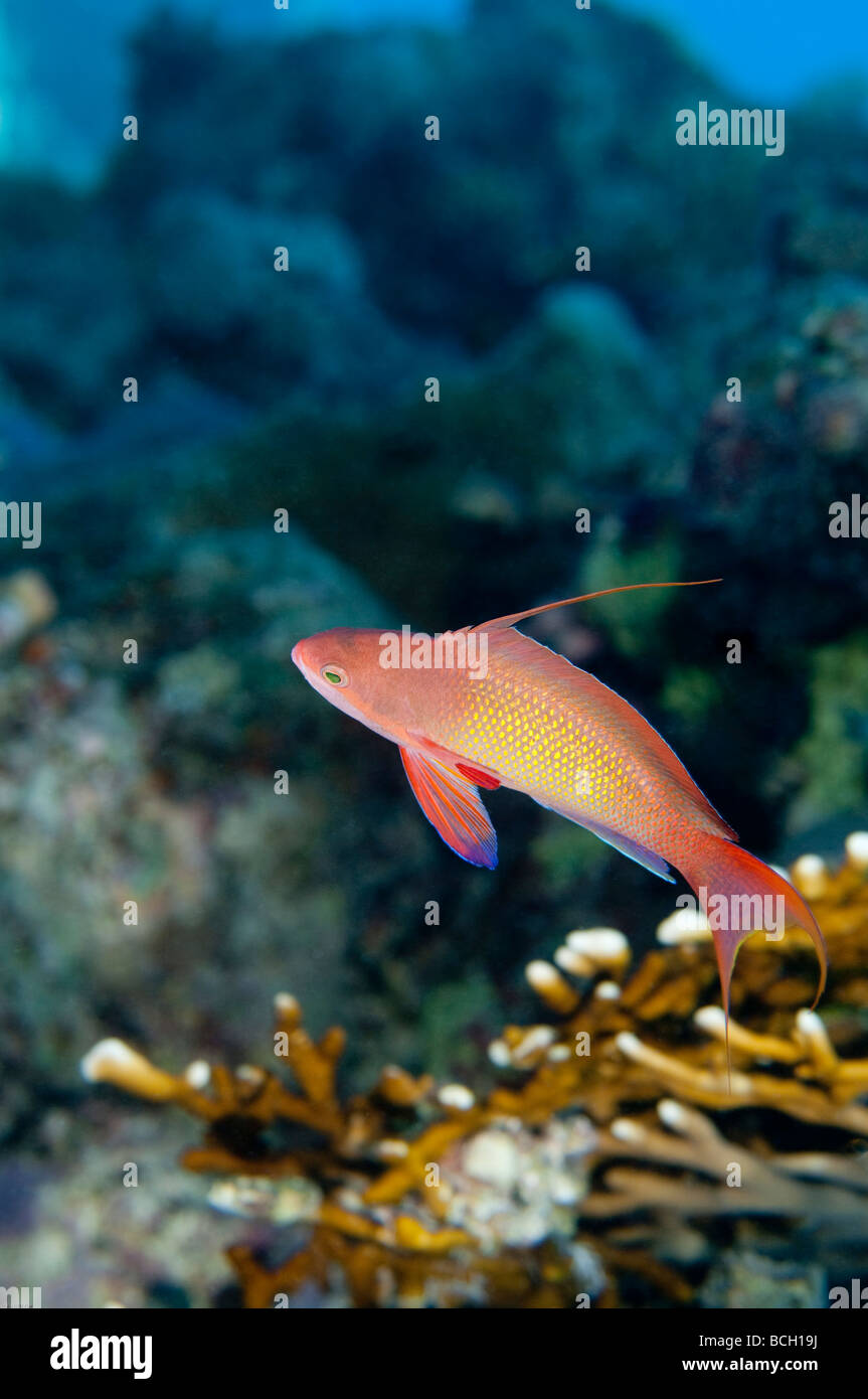 Anthias fish hi-res stock photography and images - Alamy