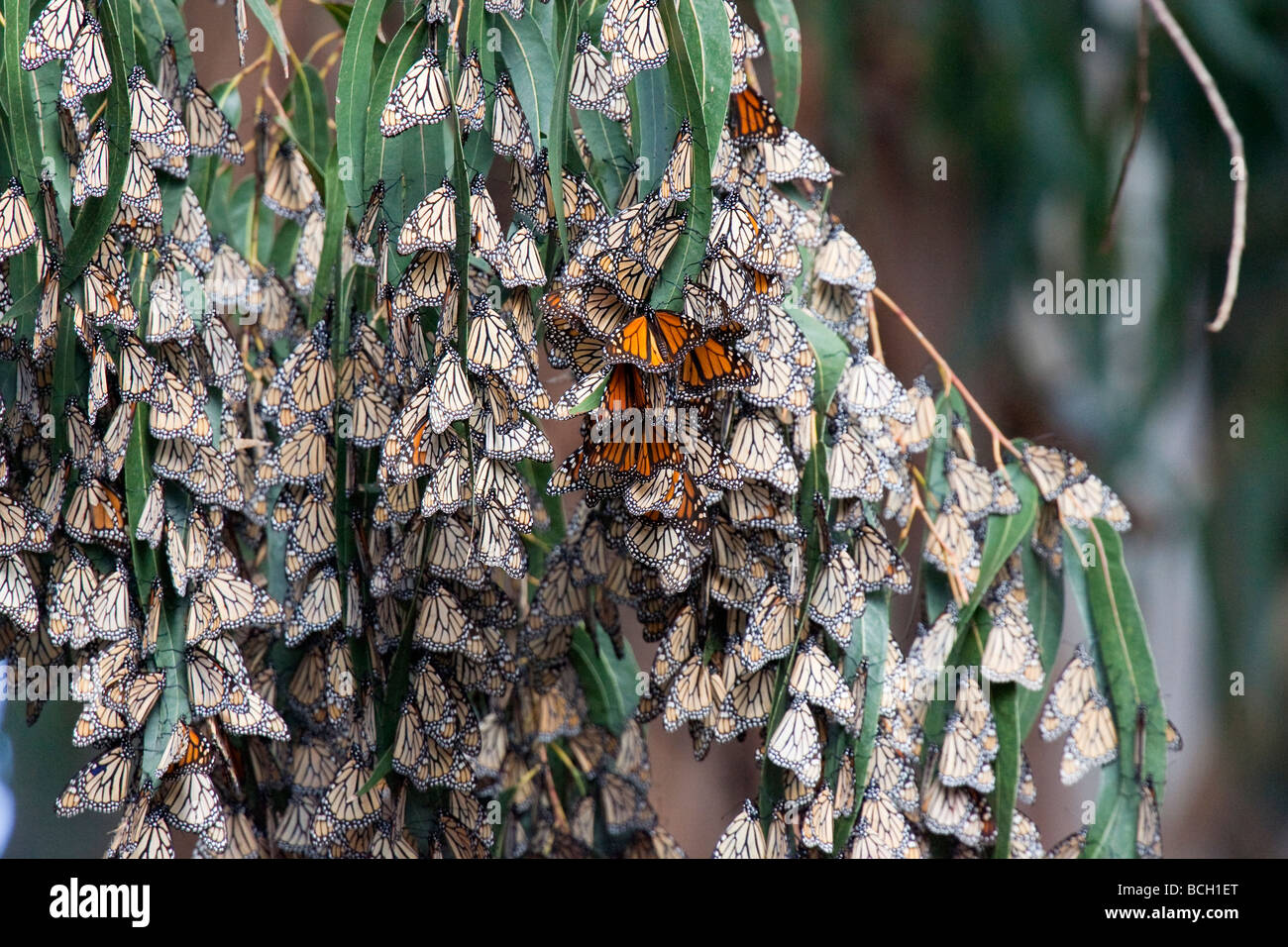 Monarch Butterflies Pismo Beach California USA Stock Photo - Alamy