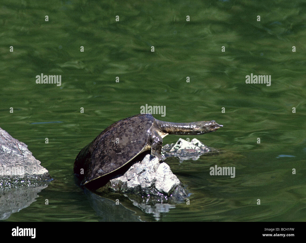Trionyx hi-res stock photography and images - Alamy