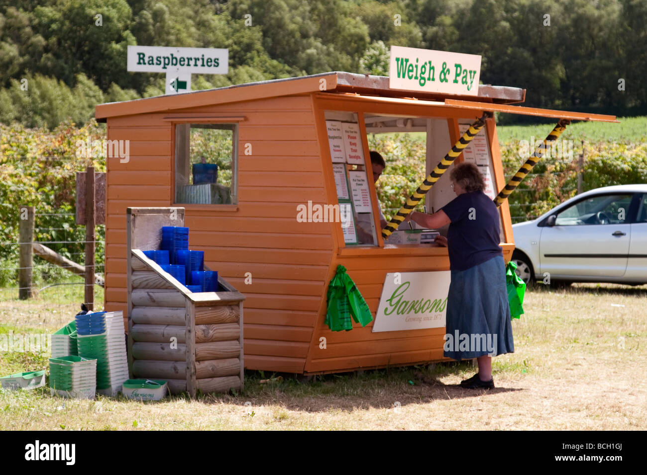 Person paying for picked fruit and vegetables on Garsons farm in Esher ...
