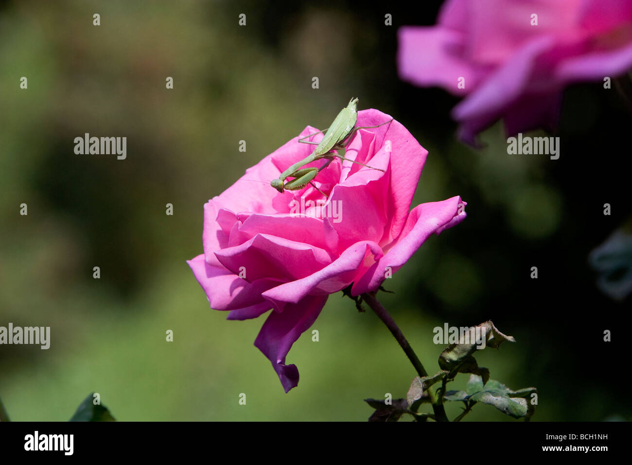 Mantis on Rose Flower Stock Photo - Alamy