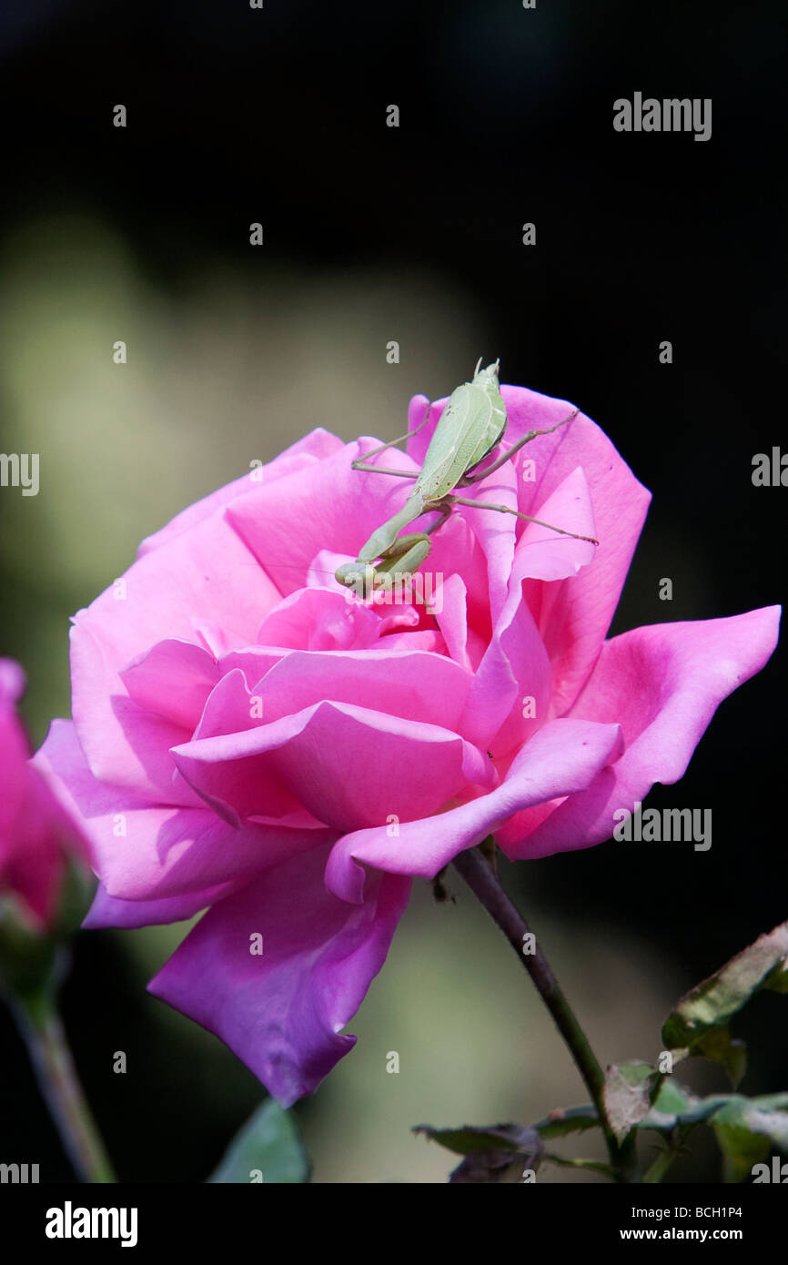 Mantis on Rose Flower Stock Photo - Alamy