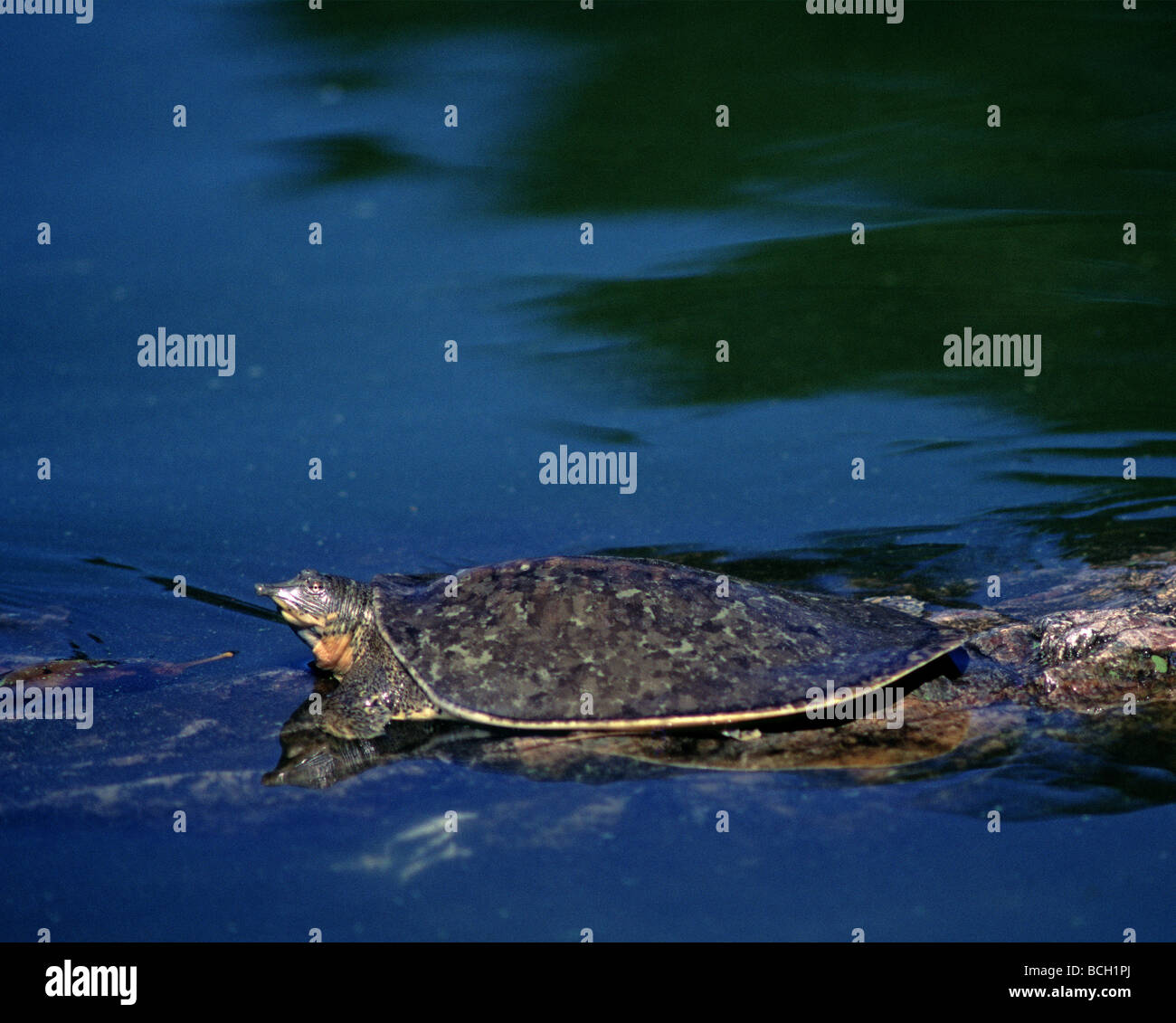 American softshell turtle hi-res stock photography and images - Alamy