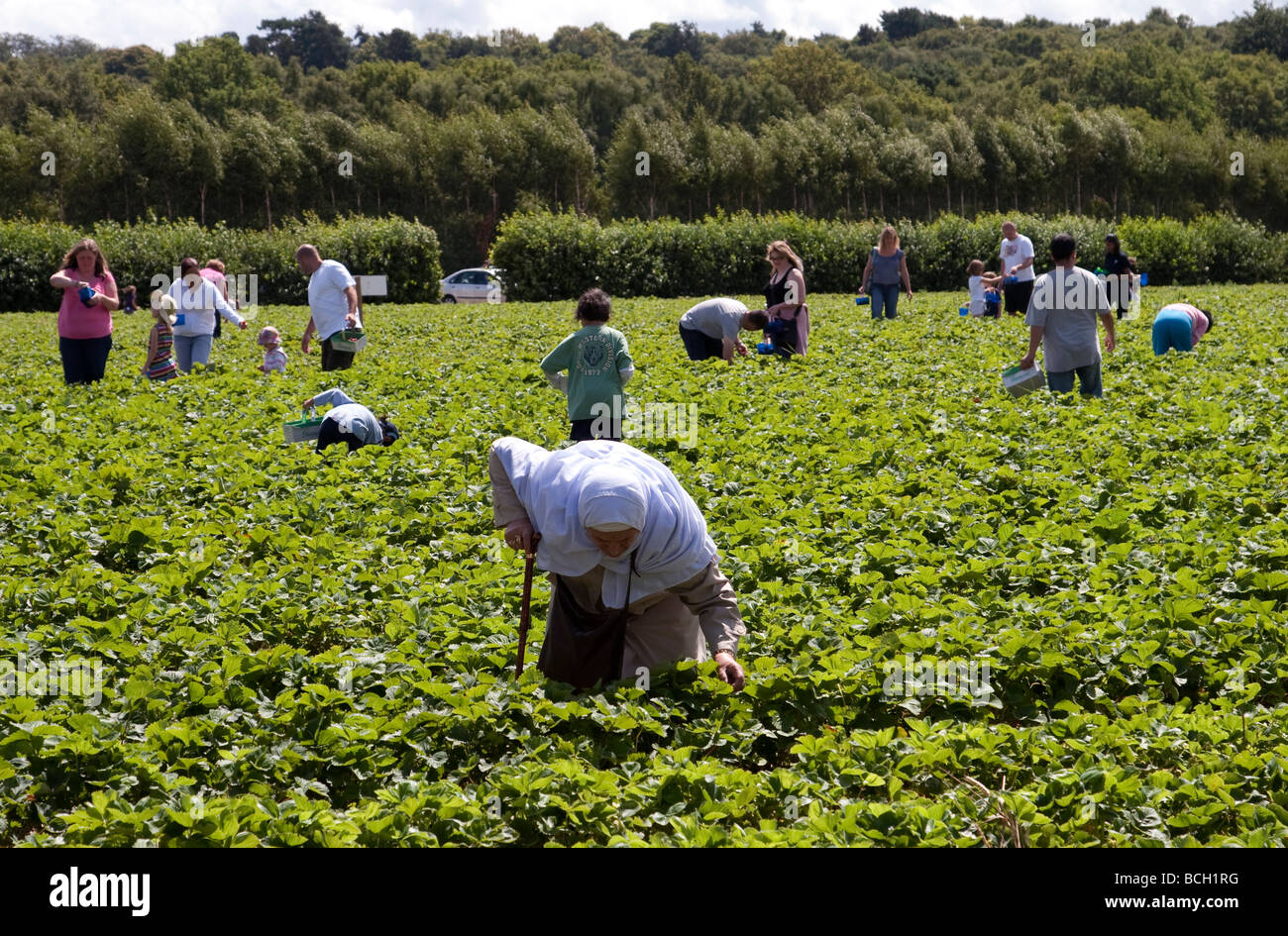 People hand picking strawberries on Garsons pick your own farm in Esher ...