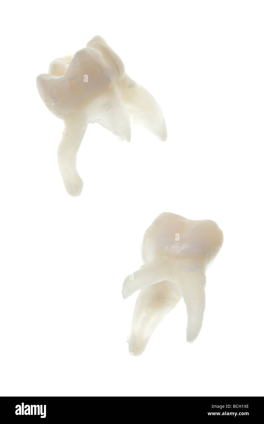 Roots of teeth hi-res stock photography and images - Alamy