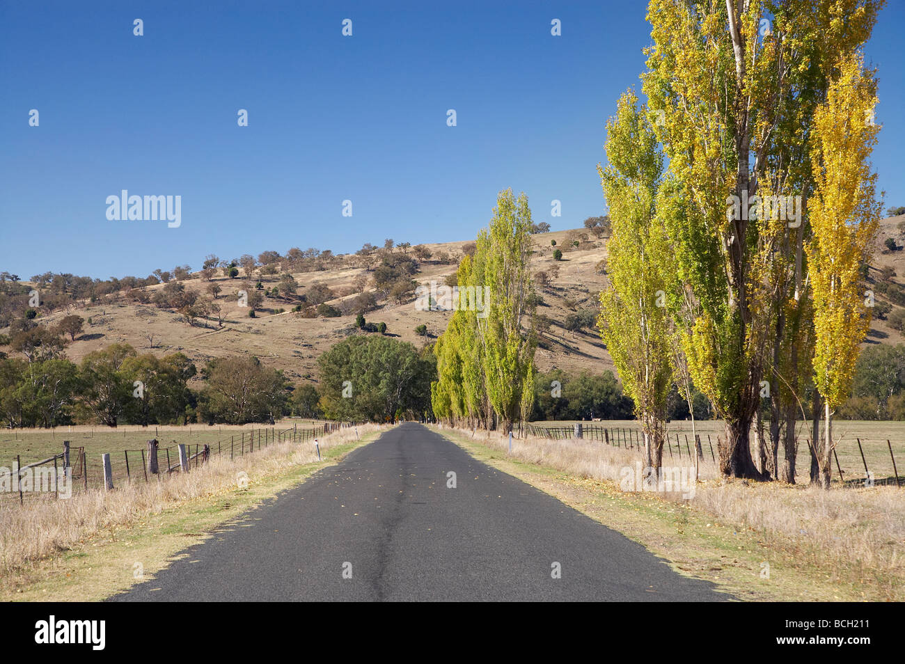 Australia nsw poplar trees in hi-res stock photography and images - Alamy