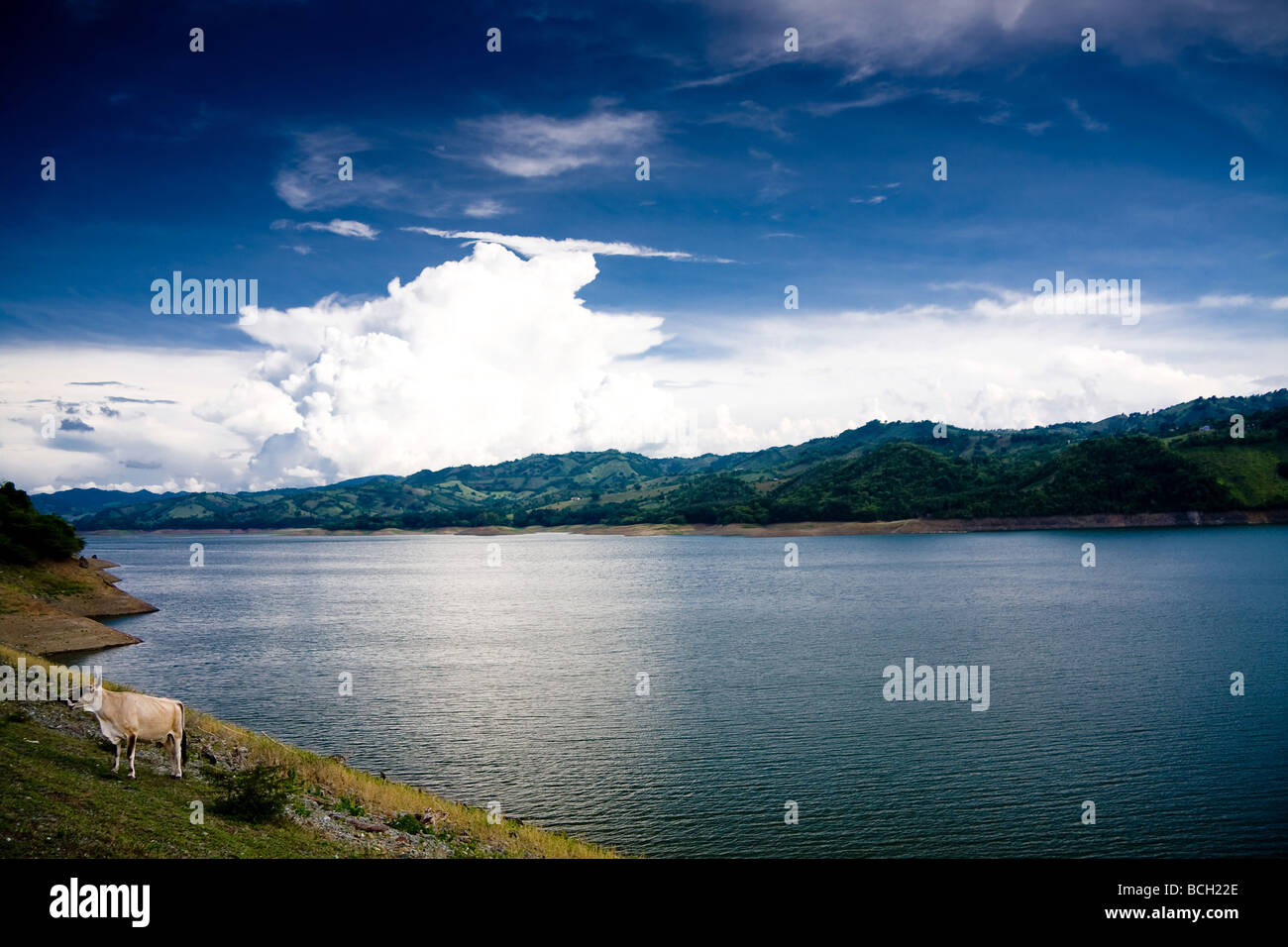 Bull blanco hi-res stock photography and images - Alamy