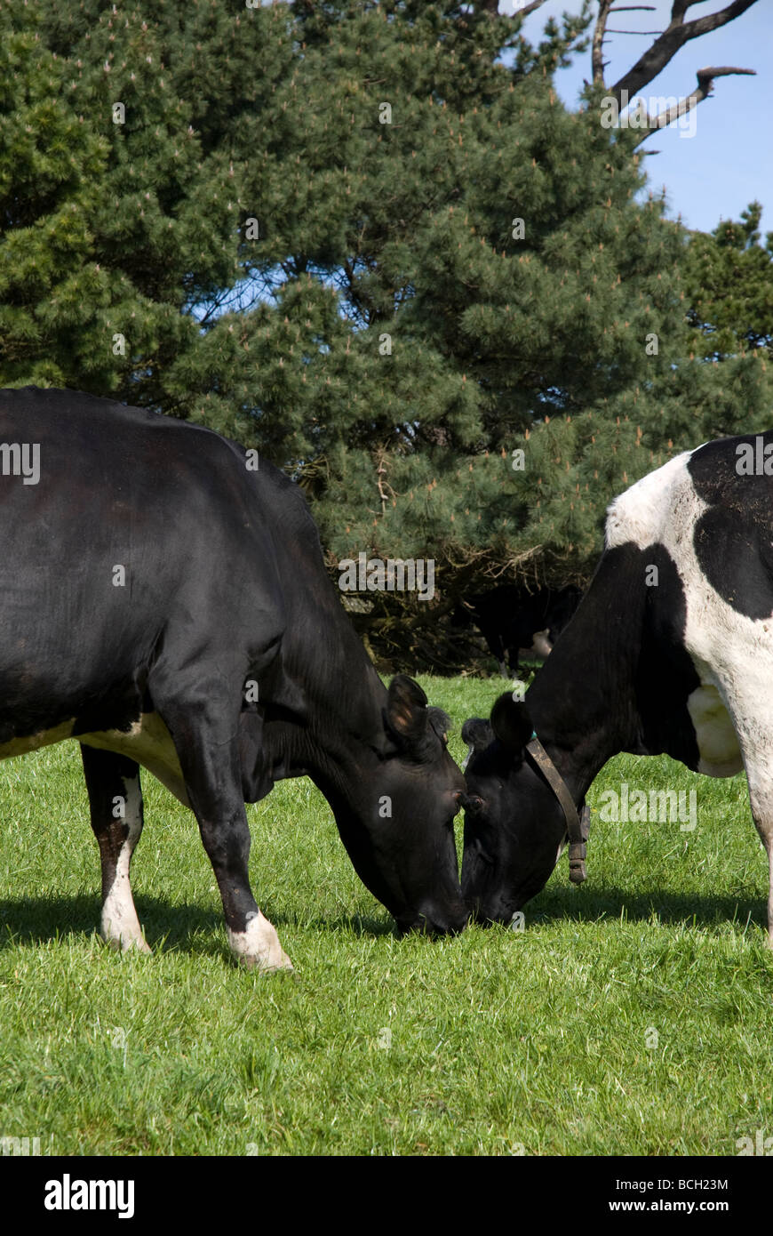 Cows head to head in a Cornish field, Cornwall, UK Stock Photo - Alamy
