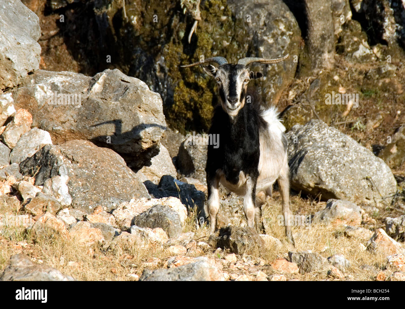 Goat kefalonia greece hi-res stock photography and images - Alamy