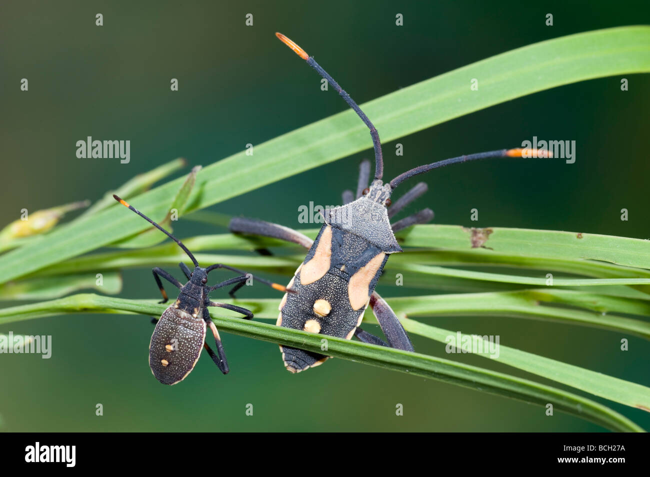 Australian Crusader bug nymphs Stock Photo - Alamy